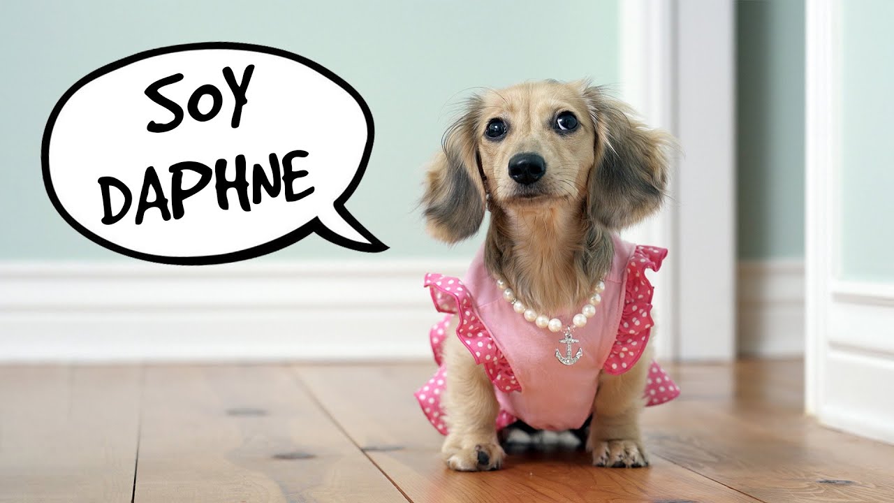 La divertida vida de una perrita salchicha - YouTube