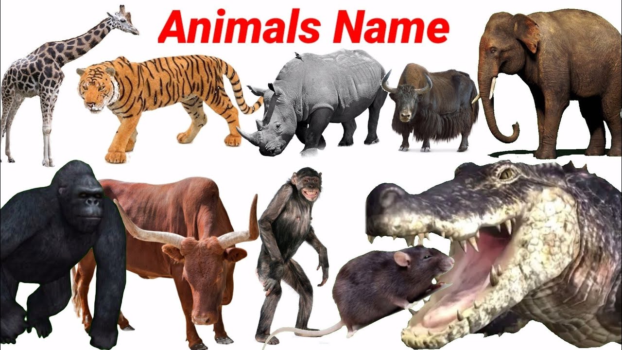 Animals Name with pictures | Learn Animals Name Cow, Yak, Gorilla ...