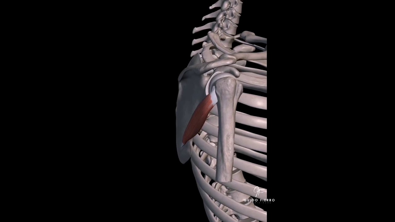 Teres Minor Muscle - Músculo Redondo Menor - YouTube