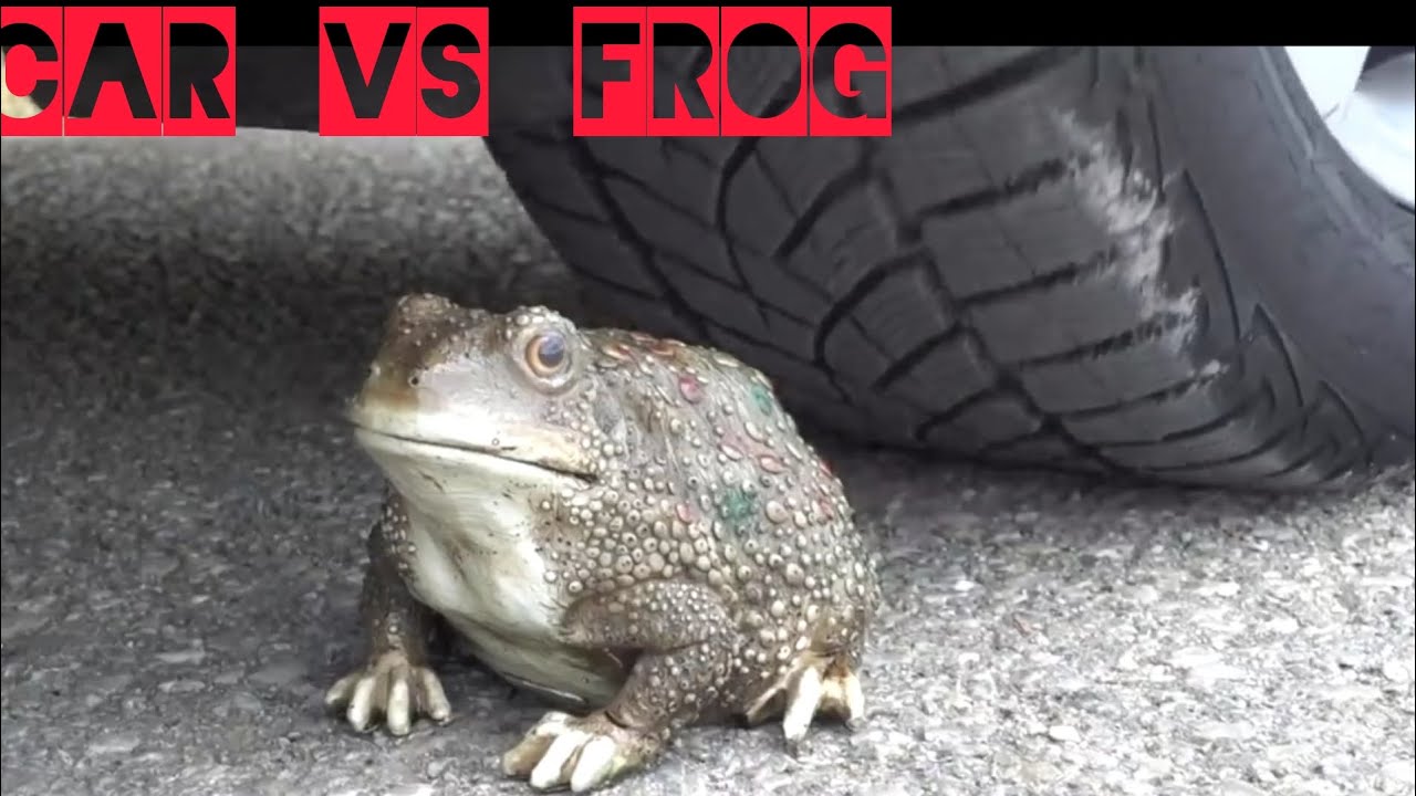 Crushing Crunchy & Soft Things by Car! Experiment Car vs Frog vs Toys ...