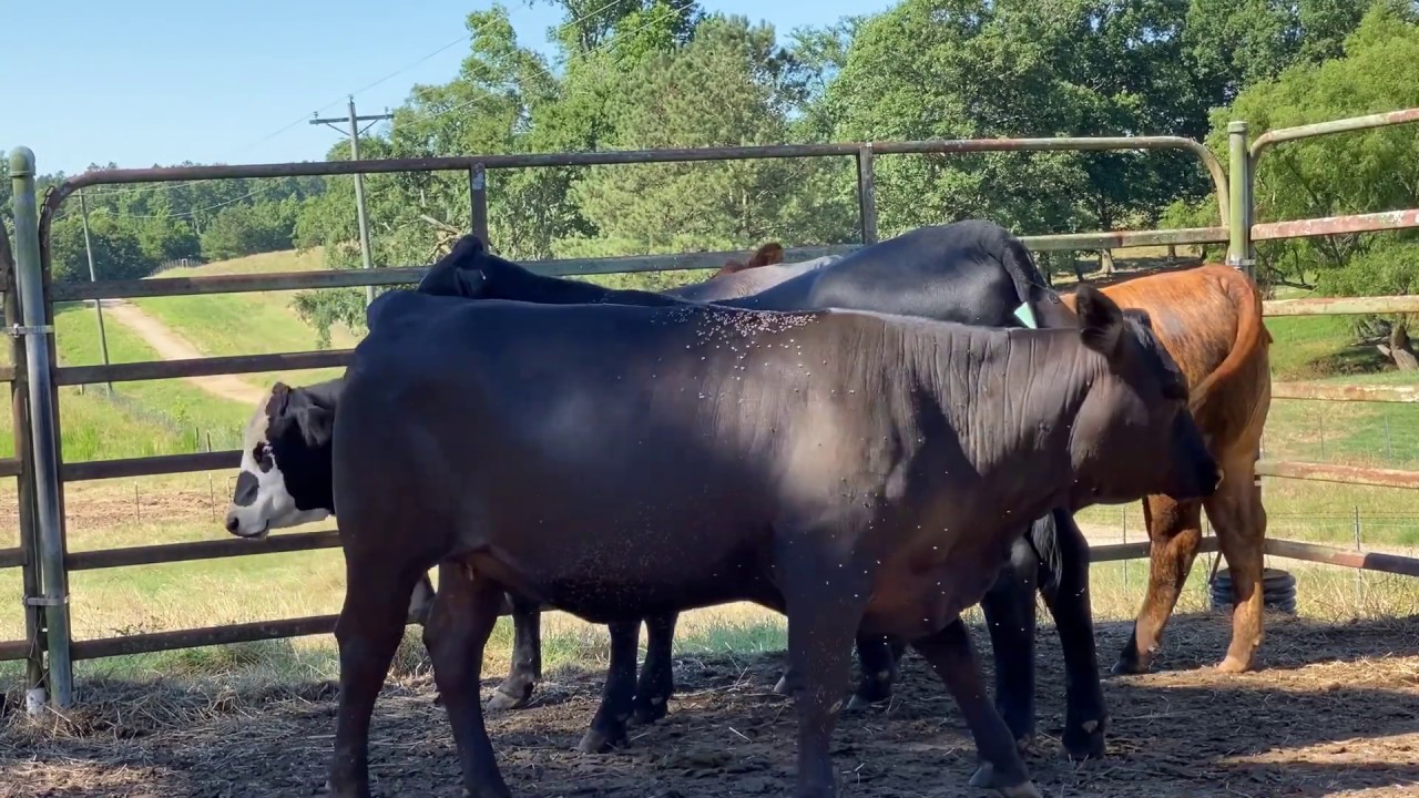Commercial Heifer Selection - Selection Aids - YouTube