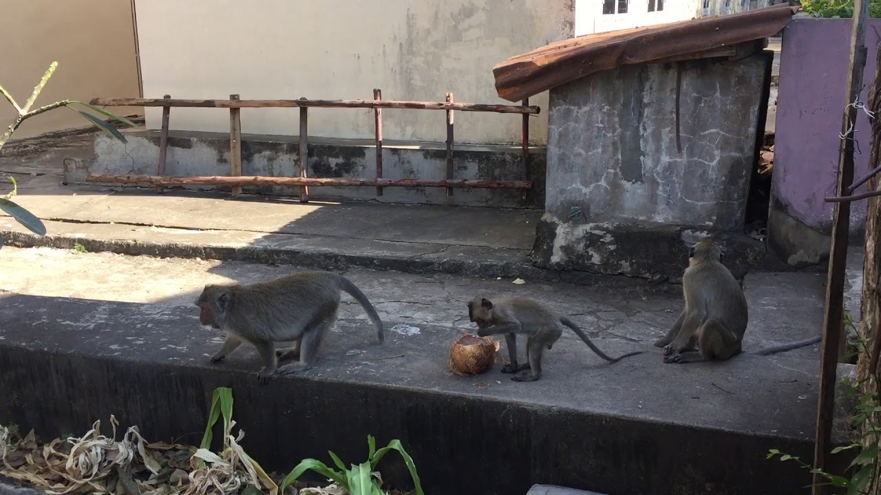 Bing monkey - YouTube