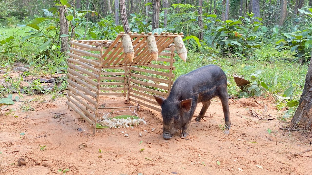 Build Unique Primitive Wild boar Trapping Tool Using Bamboo #shortvideo ...