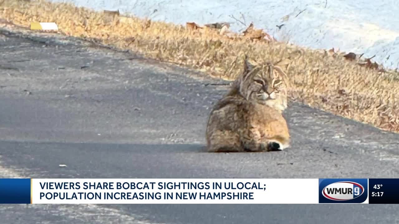 Bobcat sightings on the rise in New Hampshire - YouTube