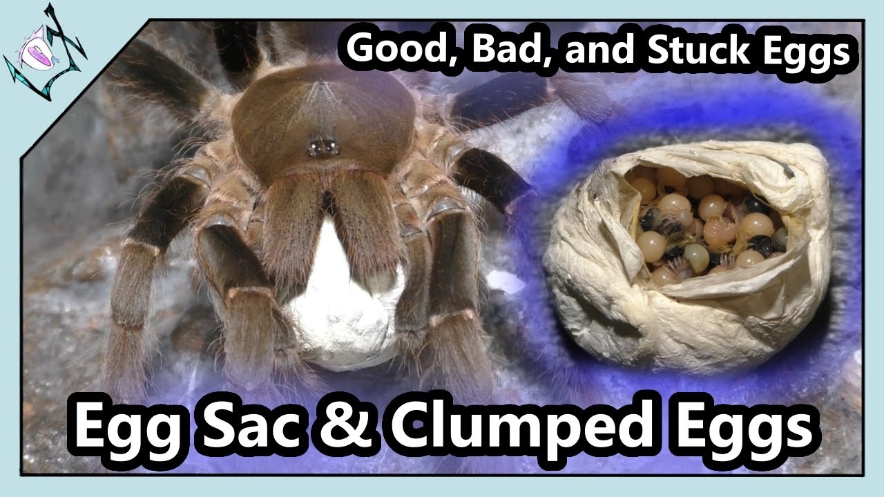 Opening Tarantula Egg Sac and Saving Some CLUMPED Eggs - YouTube