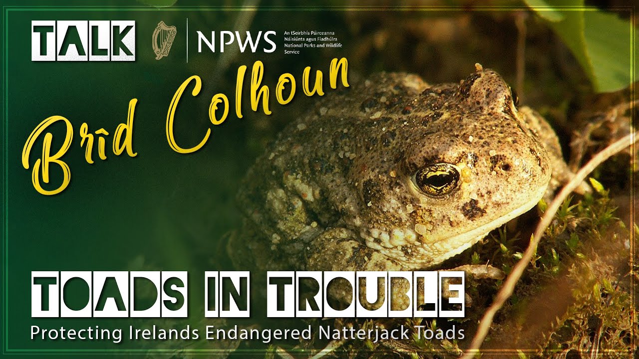 Talk | Toads In Trouble | Bríd Colhoun - YouTube