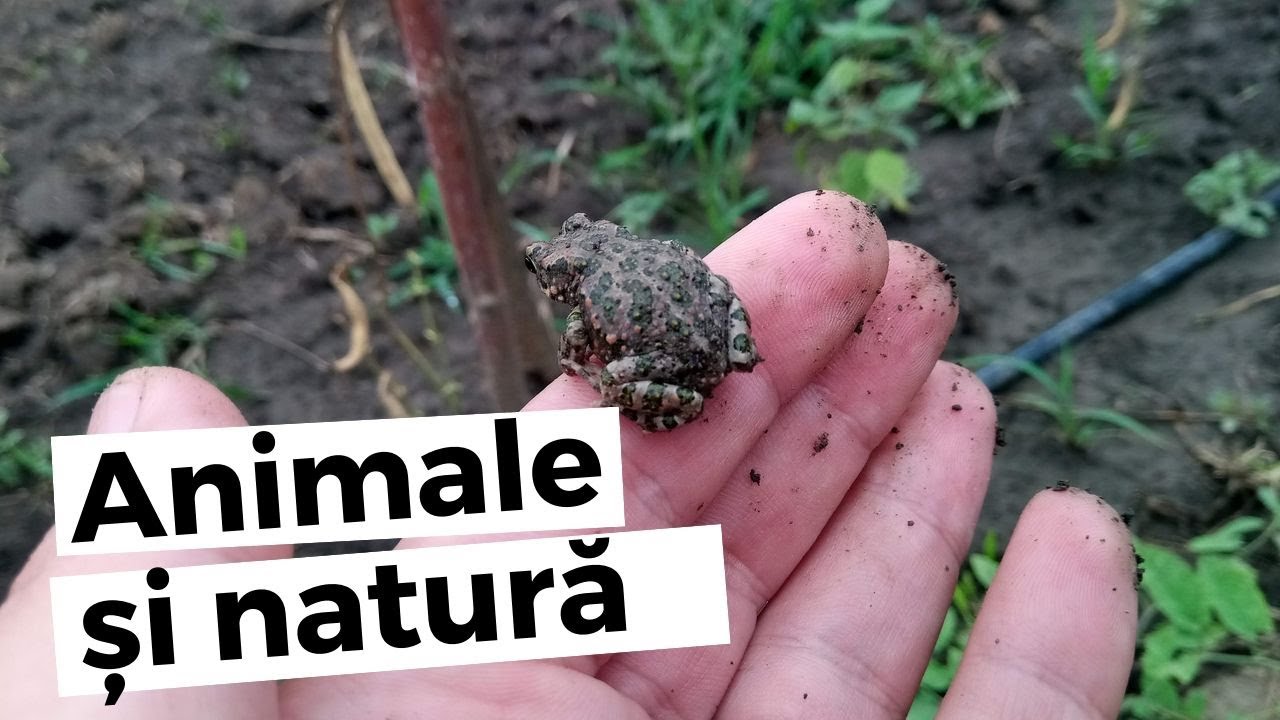 Broaștele râioase din România. De ce îmi plac? - YouTube