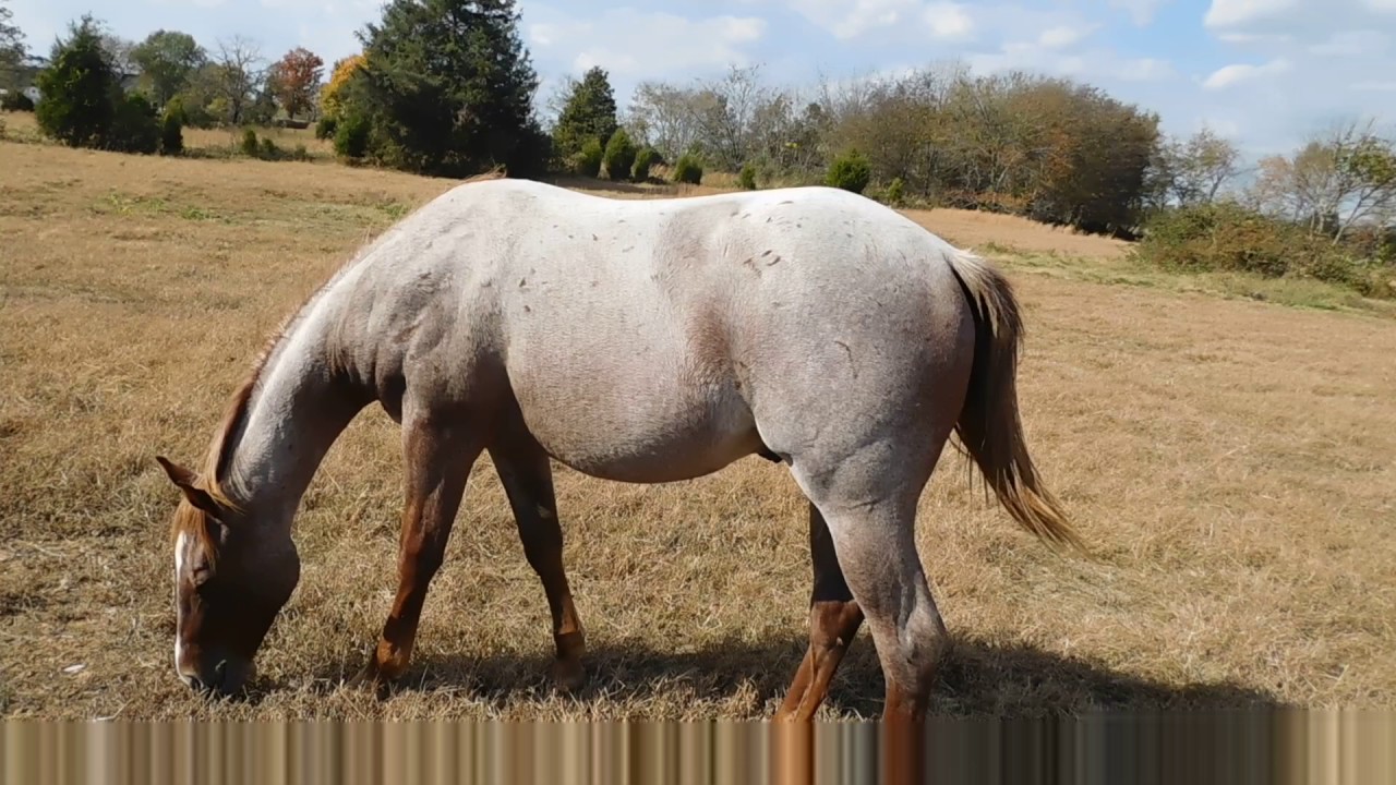 Red Roan stallion - YouTube