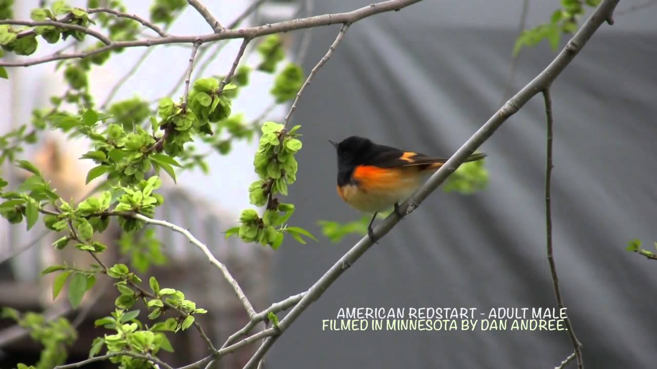 Adult male American Redstart in action. - YouTube