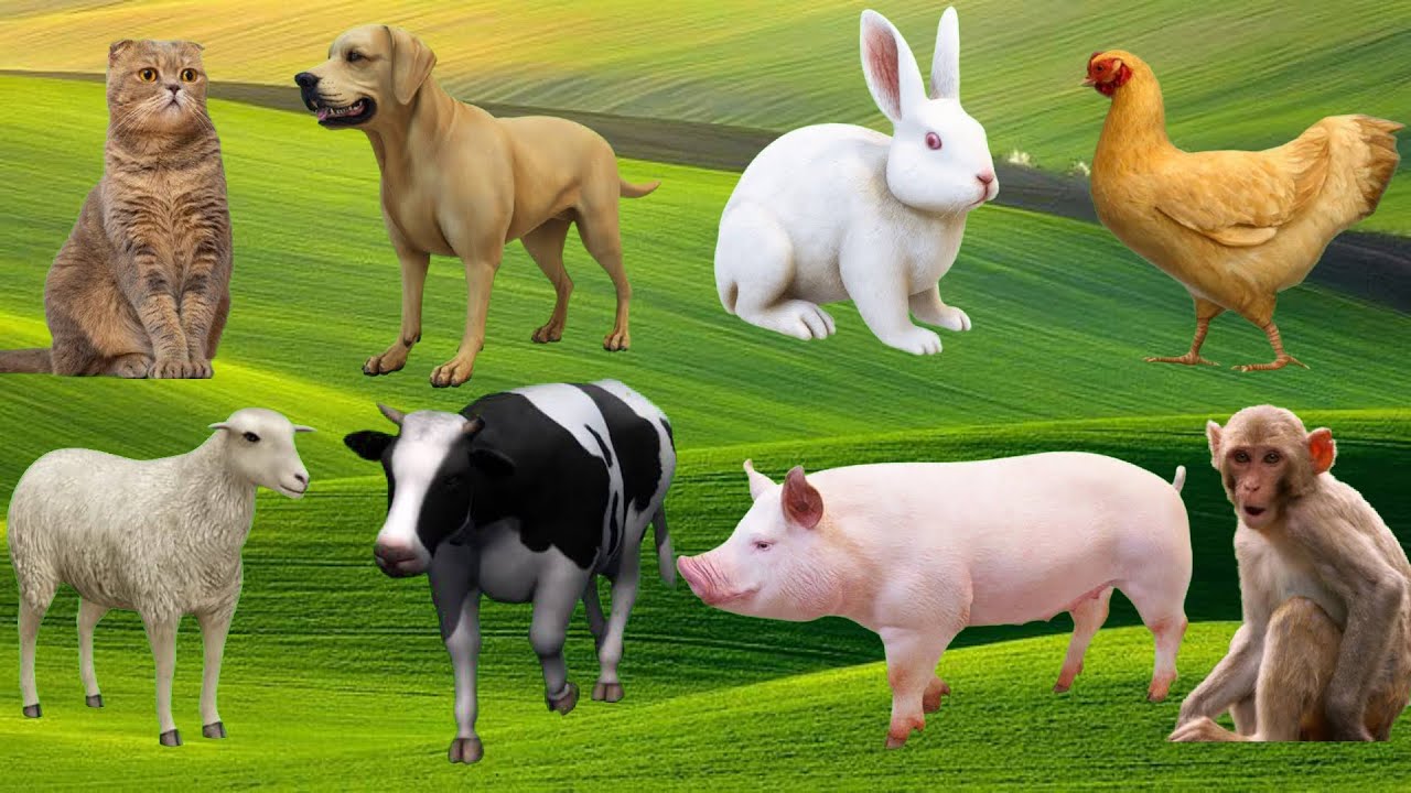 Hewan lucu dan suaranya yang unik: Kucing, Anjing, Kelinci, Ayam, Domba ...