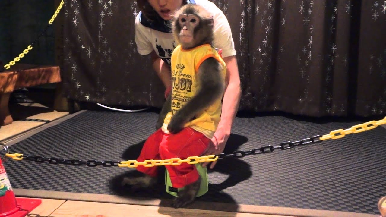 Utsunomiya Monkey Restaurant Kayabuki - YouTube