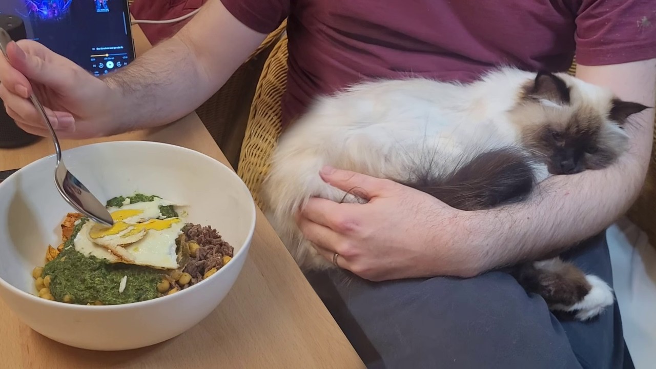 Dinner With A Cat - YouTube