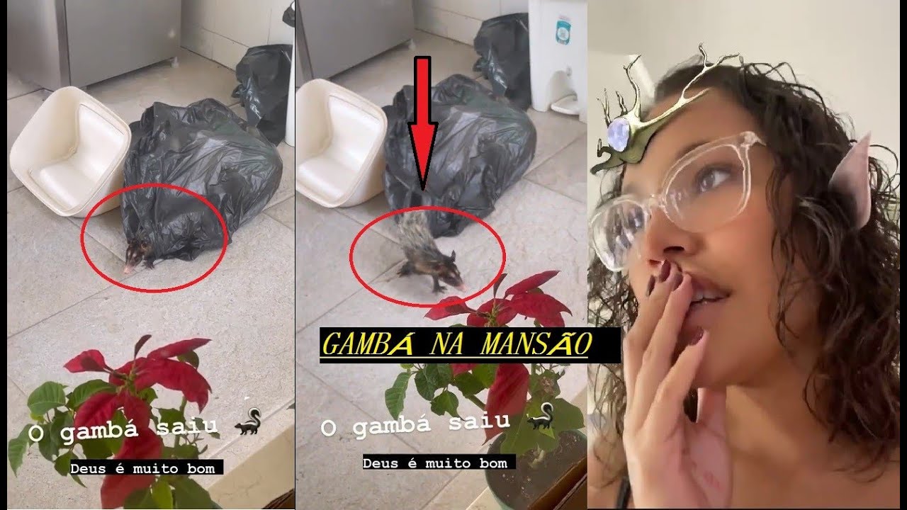 UM GAMBÁ APARECEU NA MANSÃO DA RAFA 😱 #RAFALÚIS - YouTube