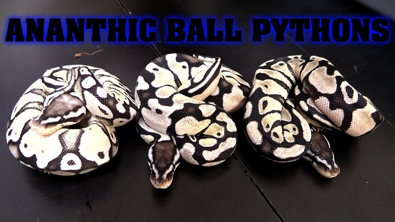 Pastel Axanthic Ball Python