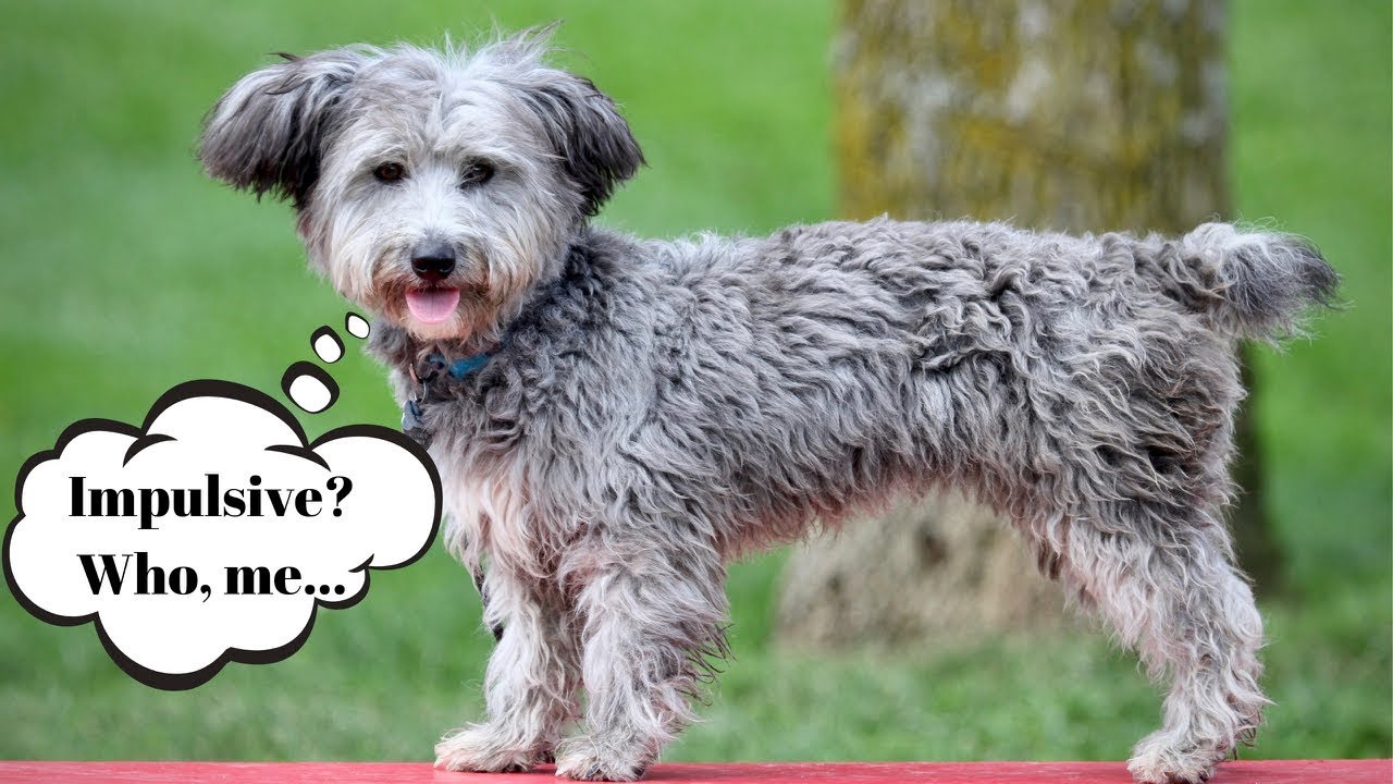 Tips for Developing Your Dog's Impulse Control - YouTube