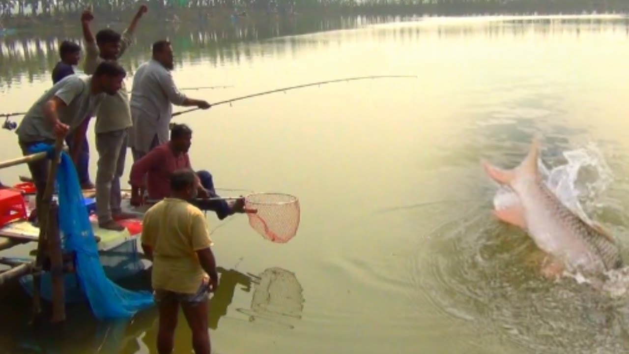 A Group of Big Fish Caught a Big Fish With a Fishing Rod | Uncle Caught ...