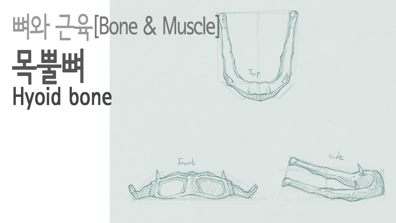 뼈와 근육(Bone & Muscle)09 - 목뿔뼈(Hyoid Bone) - YouTube