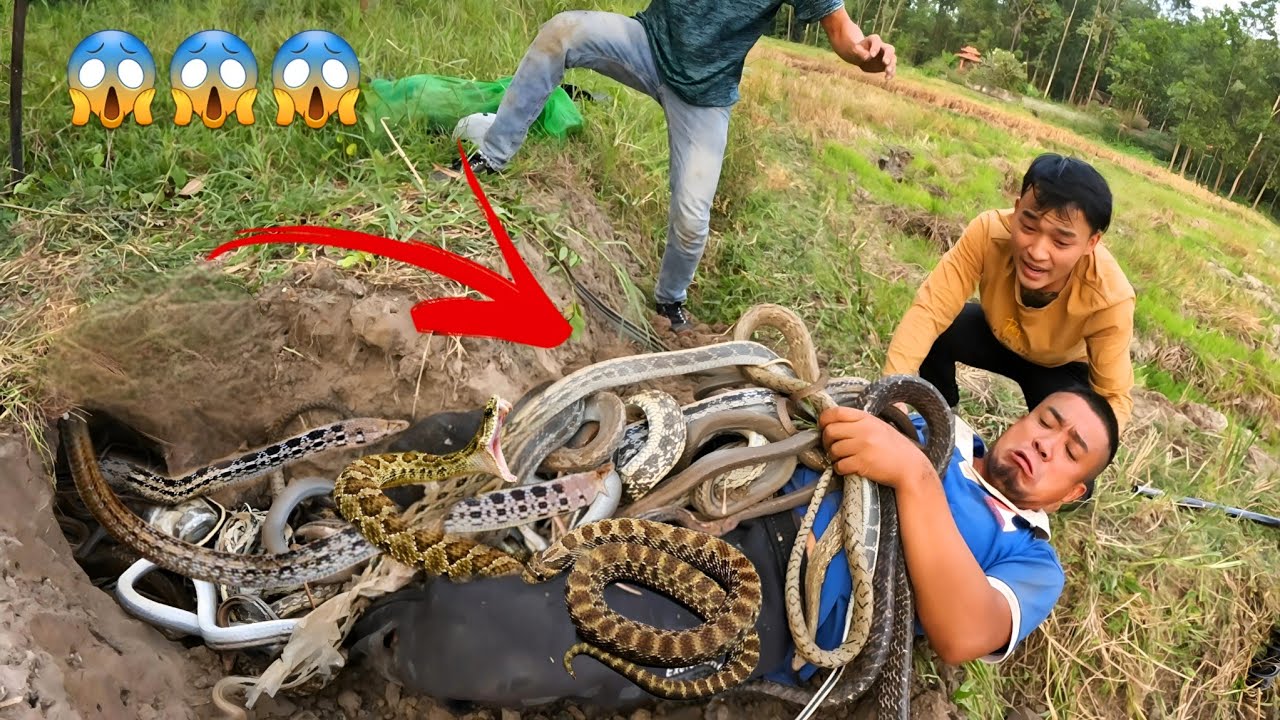 3 Brave Experts Catch 100 Giant Snake With Their Hands - YouTube