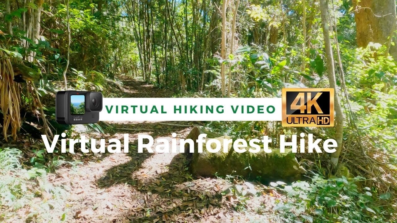 Virtual Hike in a Rainforest | Natural Bird Sounds | Treadmill Hiking ...