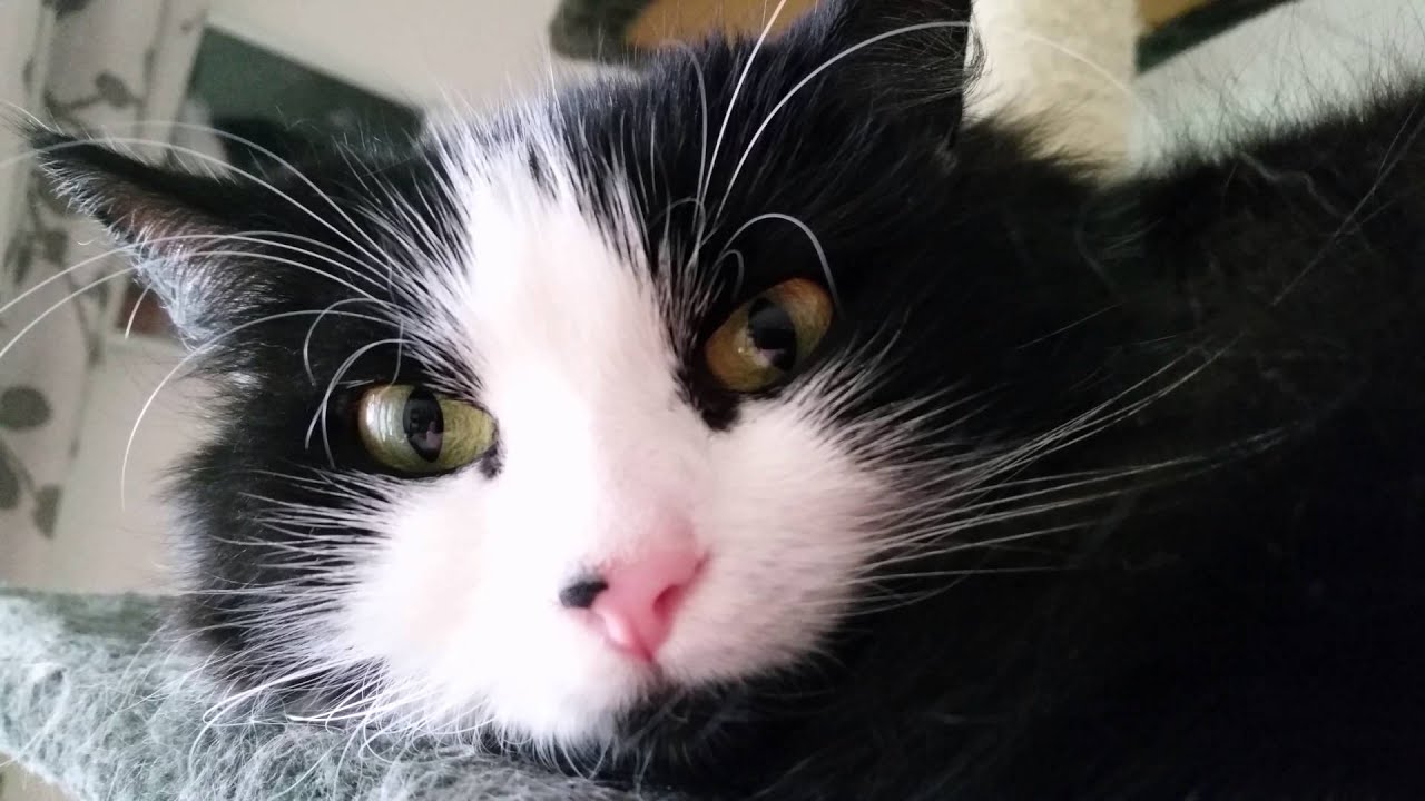 Samsung Galaxy S5 4k: Cats are relaxing - YouTube