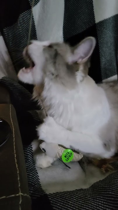 Turbo plays with catnip toy. Part 3 - YouTube