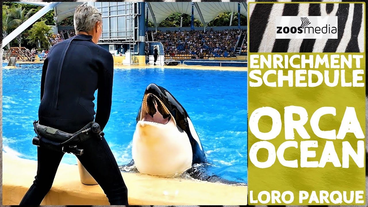 Loro Parque: ENRICHMENT-Stundenplan im Orca Ocean | zoos.media - YouTube