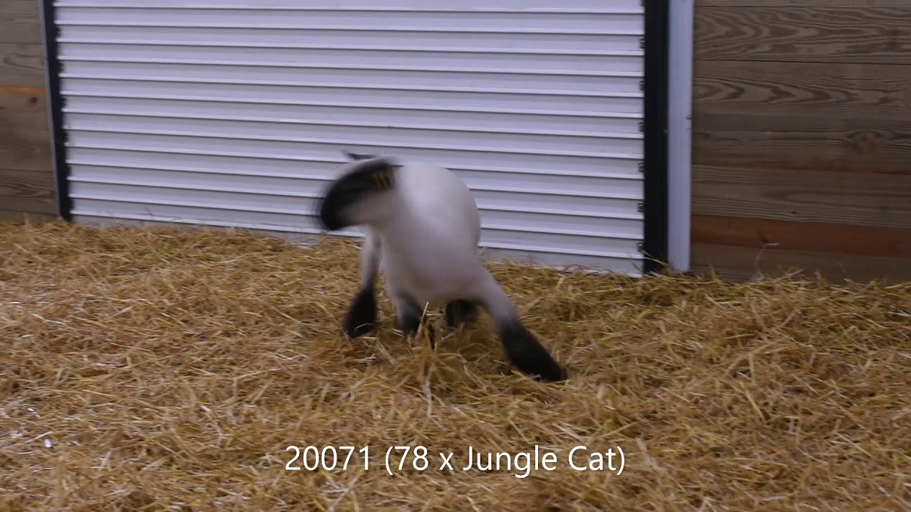 20071 EWE LAMB (78 x Jungle Cat) - YouTube