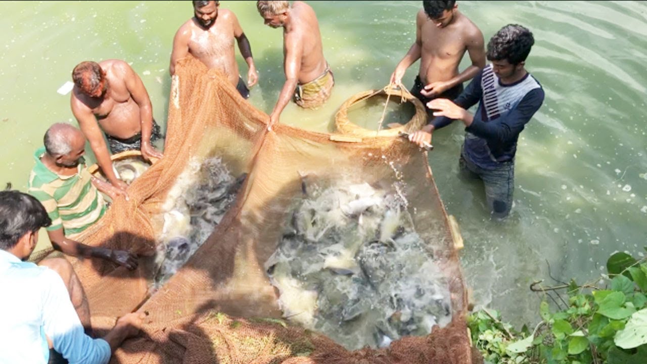 #Big fish catching in the Pond || Fish BD Fish - YouTube
