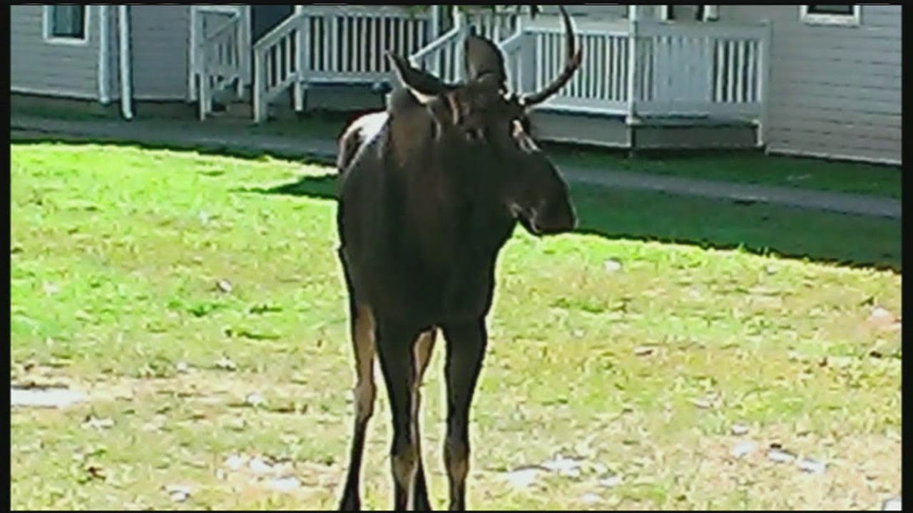 Moose sighting in Westfield - YouTube