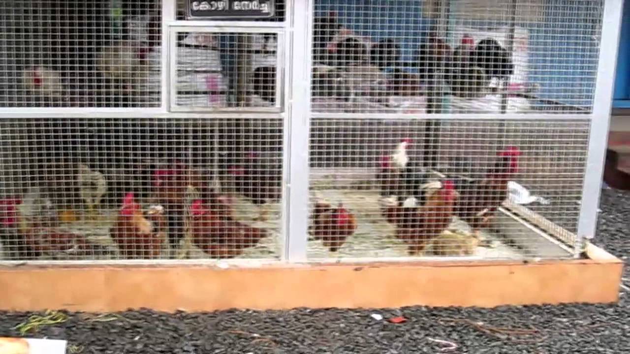 Old Edappally Palli (St George Syro Malabar Catholic Forane Church ...