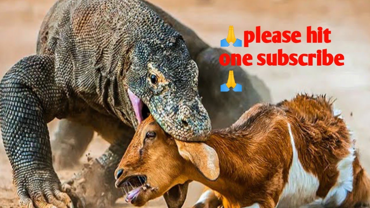 monster lizard eating goat, monster, #komodoisland #komdo dragon attack ...