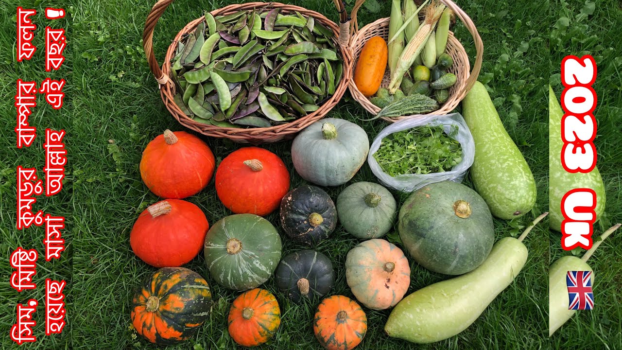 October Big Harvesting Hyacinth Beans / Sweet Pumpkin & Other ...