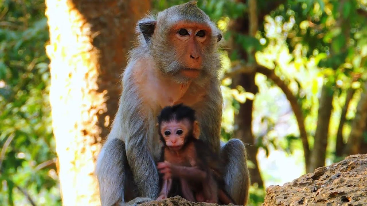 The Best Clip: Adorable Baby Monkey Bonding with Mom. @monkeyscorner ...