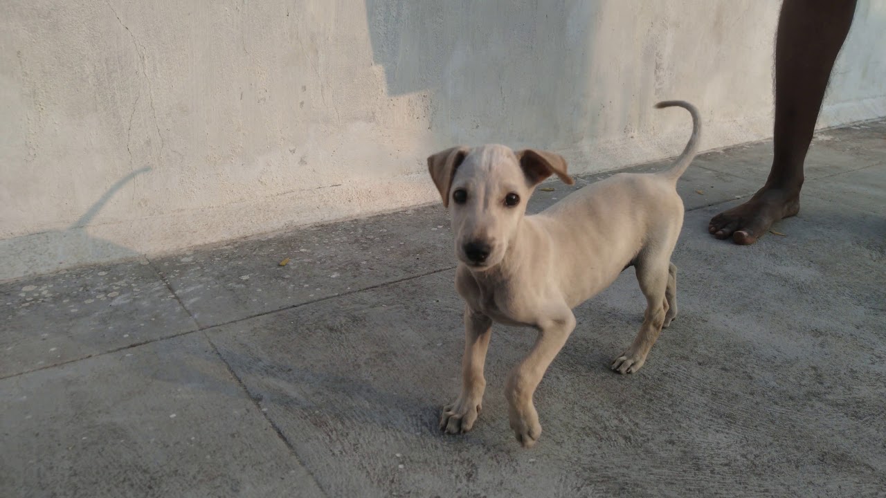 Chippiparai dog puppy playing - YouTube
