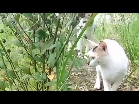 LUCU BANGET,, KUCING SAMPE MELONGO MELIHAT TEMANNYA SEPERTI INI.......😆 ...