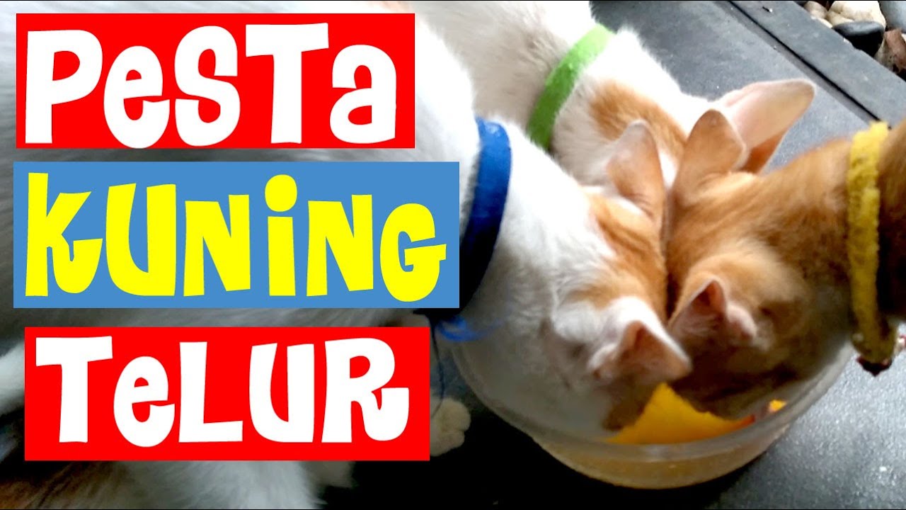 KUCING SEHAT DENGAN KUNING TELUR - YouTube
