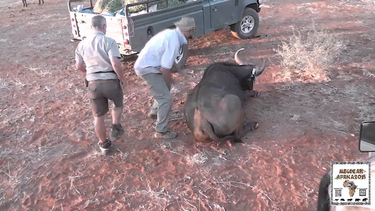 047 Buffalo Wake Up Following Snare Removal - YouTube