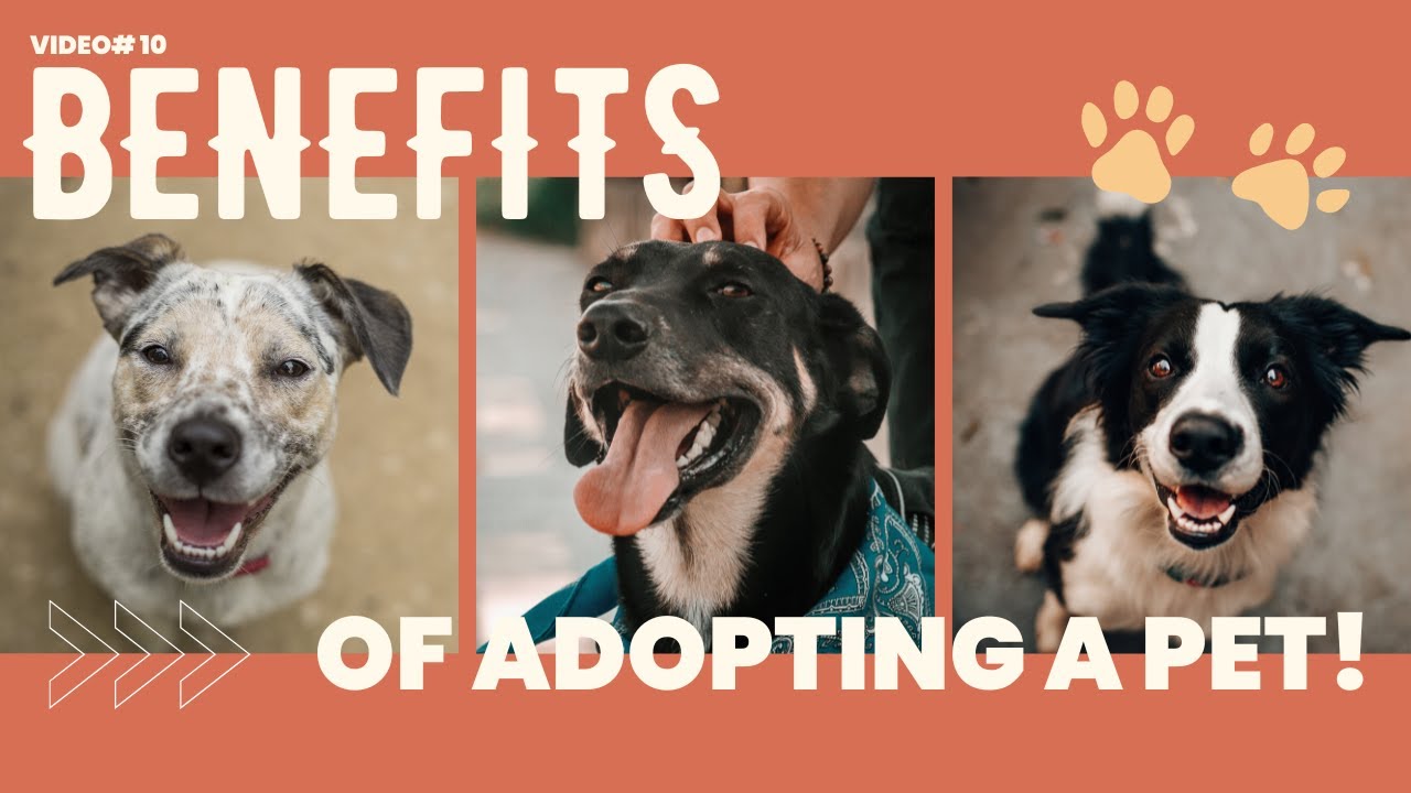 The benefits of adopting a pet from a shelter or rescue organization ...