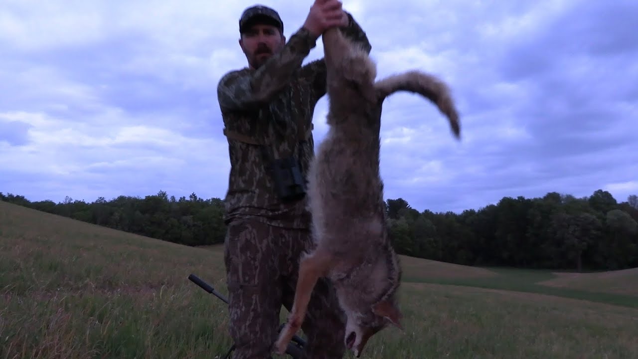 38lb Beast of a Male Coyote - First of the year using fawn distress ...