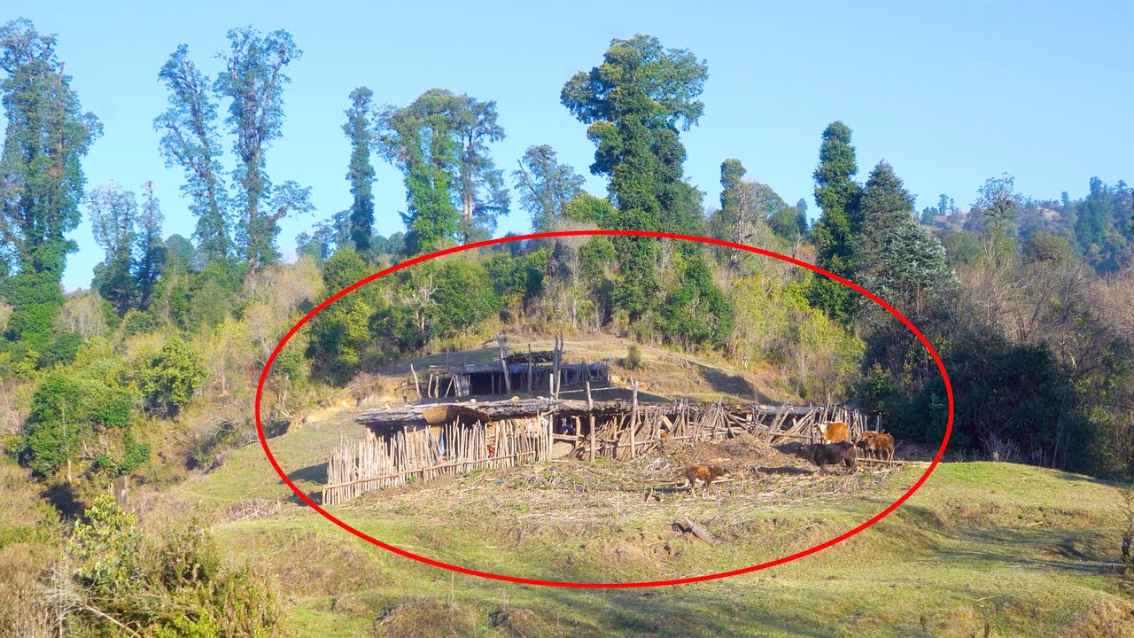 manjita and somu's shed in the jungle || shepherd life of Nepal ...