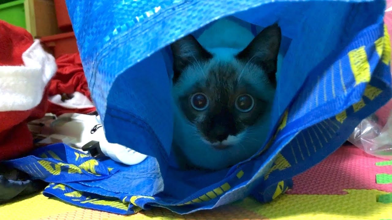 兄弟がナーフで遊んでいる時の猫がおもしろい Funny Cat Video brother's play Nelf - YouTube