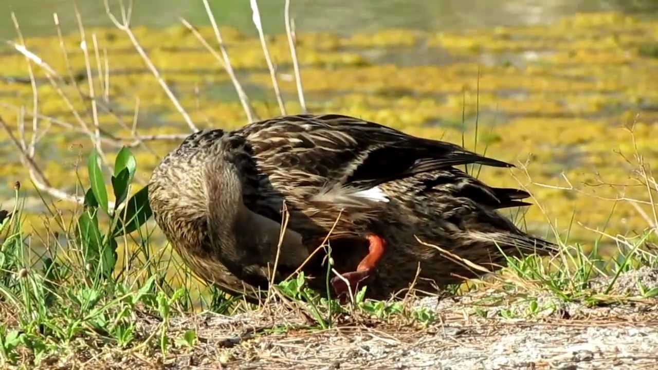 itchy Duck - YouTube