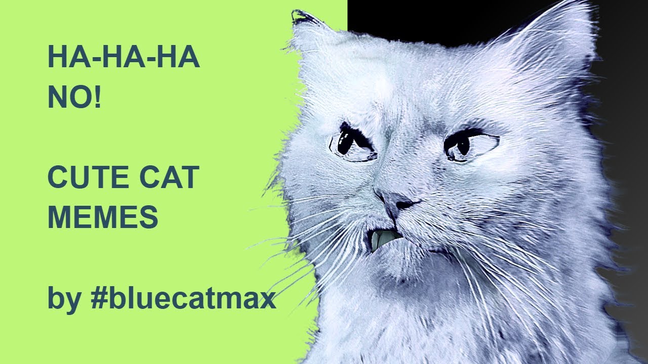 HA HA HA, NO! - Reaction Meme by Blue Cat Max - YouTube