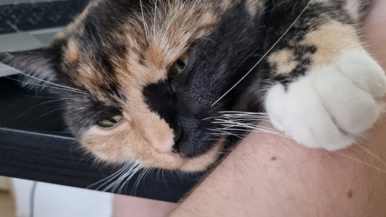 Trying to work from home with a cat - YouTube