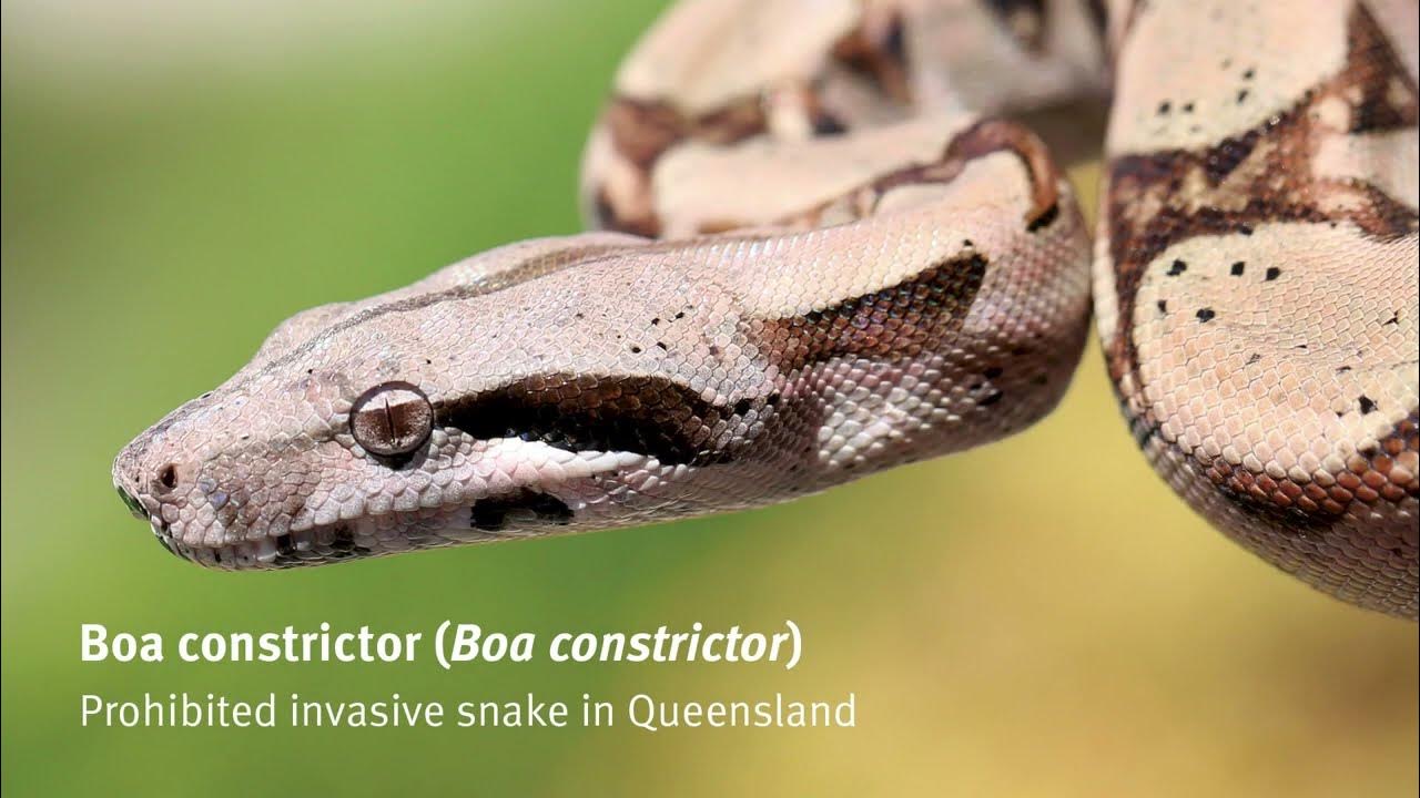 Boa constrictor - YouTube