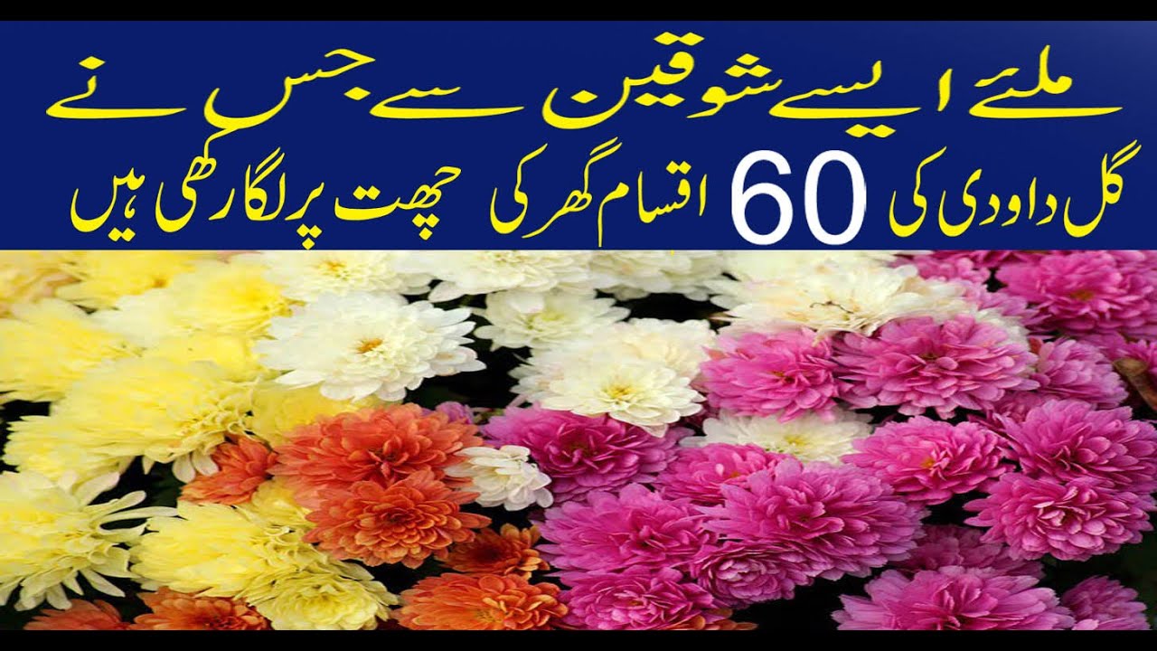 GUL E DAUDI KI 60 AQSAM GHAR KI CHAT PER LAGA RAKHI HAIN ...