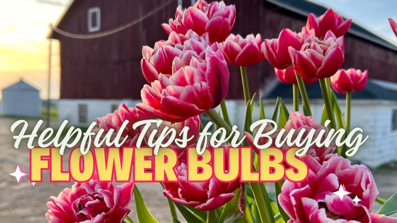 Know This BEFORE Before Buying FLOWER BULBS! - YouTube