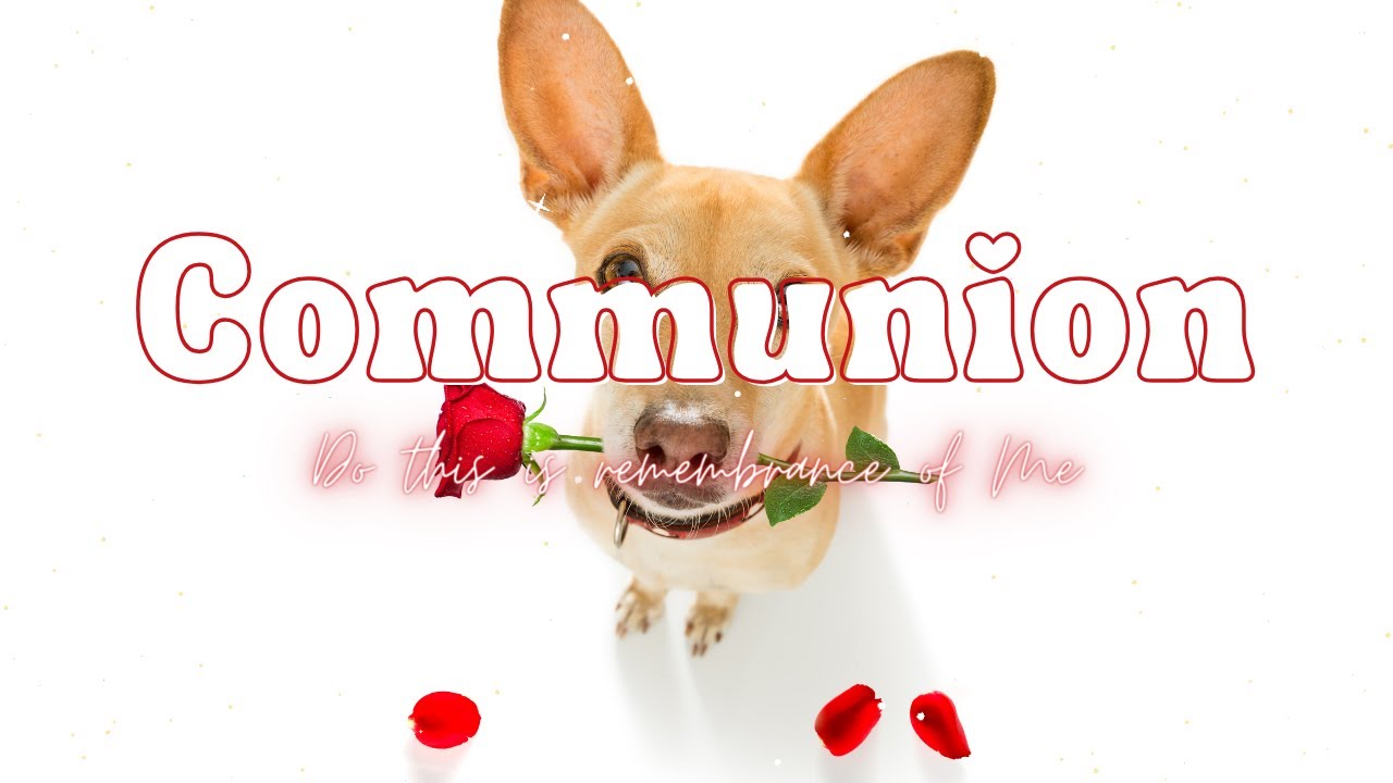 Puppy Valentine Series- Communion- Motion Background- 4K - YouTube