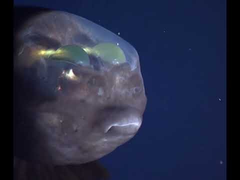 Macropinna microstoma, olhos de barril.