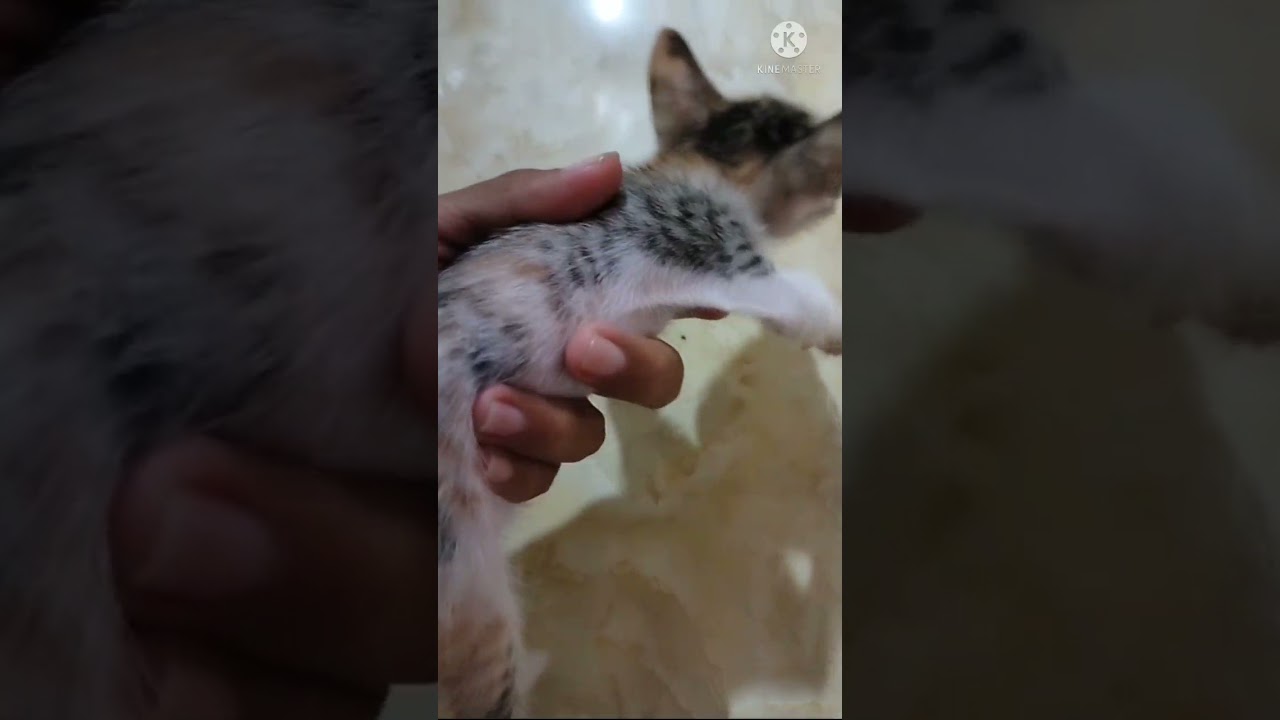 F1 kucing Hutan/Asian Leopard Cat/Kuwuk Mixs Domestik Cat - YouTube